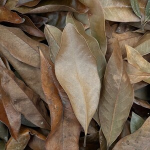 100 Magnolia Leaves Dry Magnolia Leaves Leaf Litter - Etsy