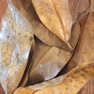 100 Magnolia Leaves Dry Magnolia Leaves Leaf Litter | Etsy