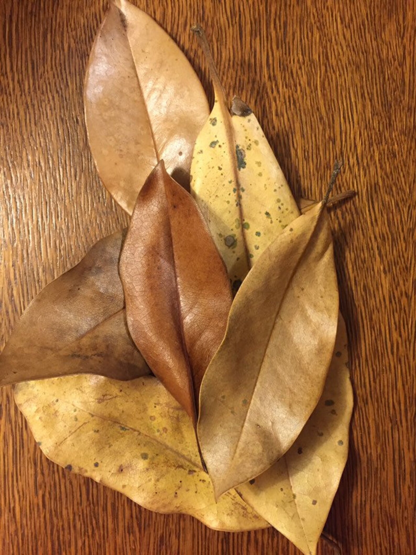 100 Magnolia Leaves Dry Magnolia Leaves Leaf Litter | Etsy