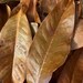 100 Magnolia Leaves Dry Magnolia Leaves Leaf Litter - Etsy