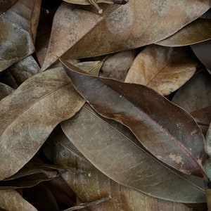 100 Magnolia Leaves Dry Magnolia Leaves Leaf Litter - Etsy