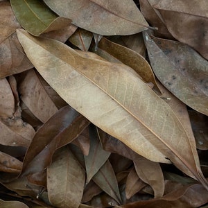 100 Magnolia Leaves Dry Magnolia Leaves Leaf Litter - Etsy