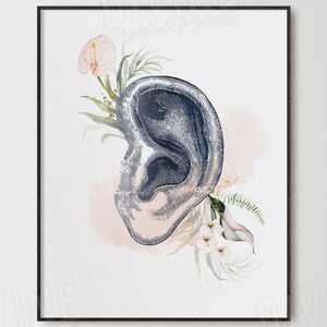 Ear Wall Art, Audiology Poster, Human Ear Anatomy Print, ENT Doctor ...