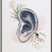 Ear Wall Art, Audiology Poster, Human Ear Anatomy Print, ENT Doctor ...