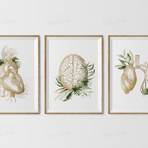 Organ Art, Lungs Wall Art, Human Heart Anatomy Poster, Brain Watercolor ...