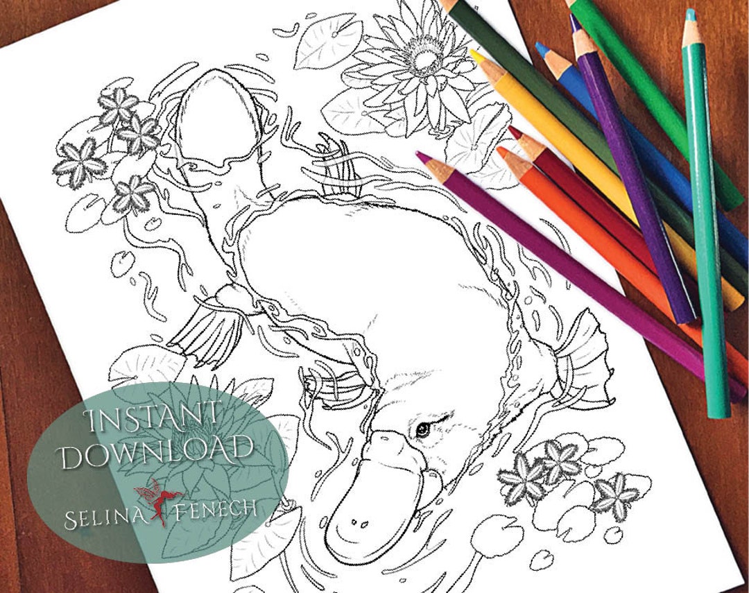 Platypus Australian Animals and Wildflowers Coloring Page/digi Stamp ...