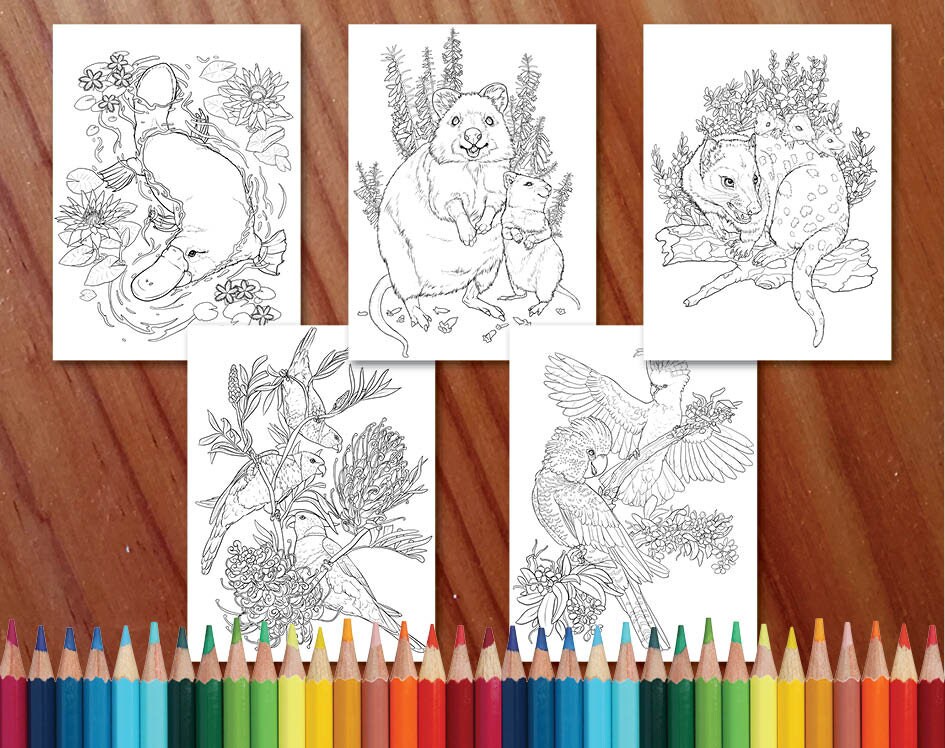 Australian Animals and Wildflowers Colouring Collection | Etsy