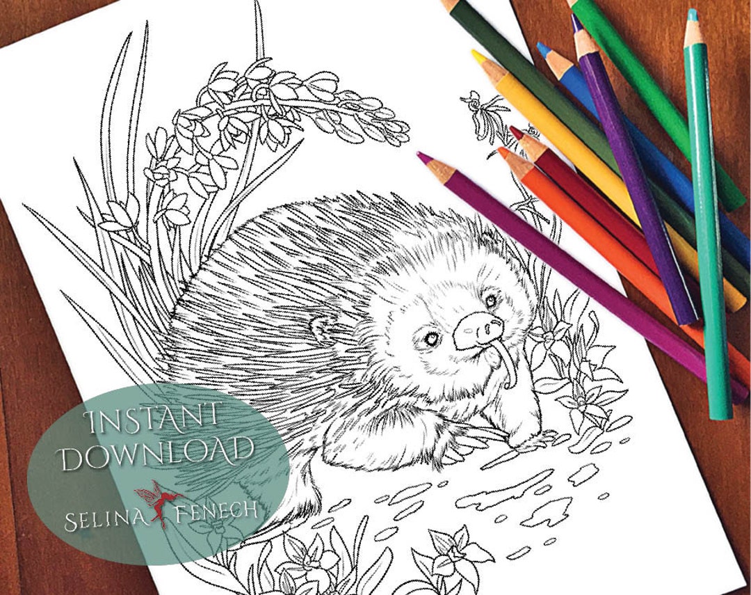 Echidna Australian Animals and Wildflowers Coloring Page/digi Stamp ...