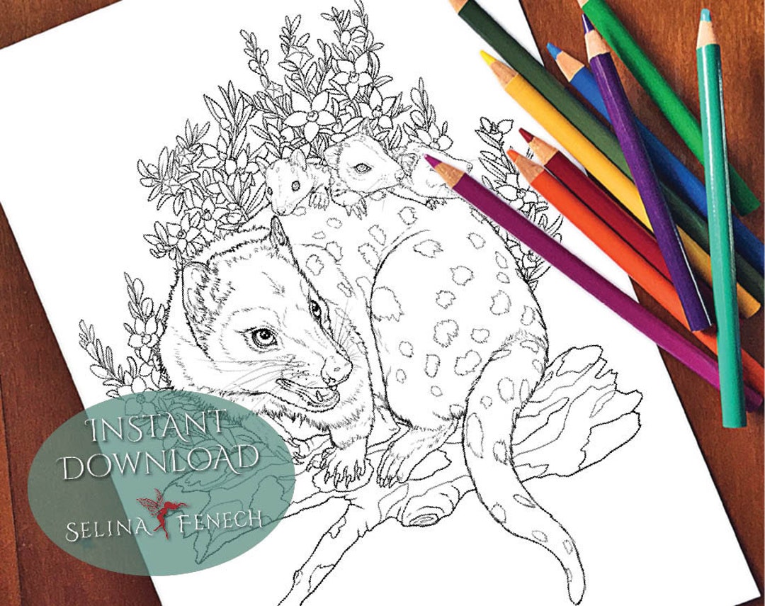 Quoll Australian Animals and Wildflowers Coloring Page/digi Stamp ...