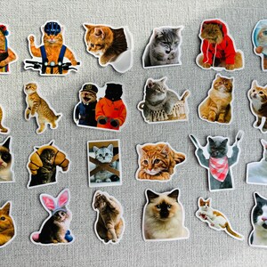 Orange Cat Meme Sticker Pack, Cat Realistic Assorted Sticker Bundle ...