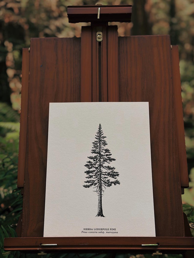Sequoia, Pine & Spruce Tree Prints, Pacific Northwest Fine Line Tree ...