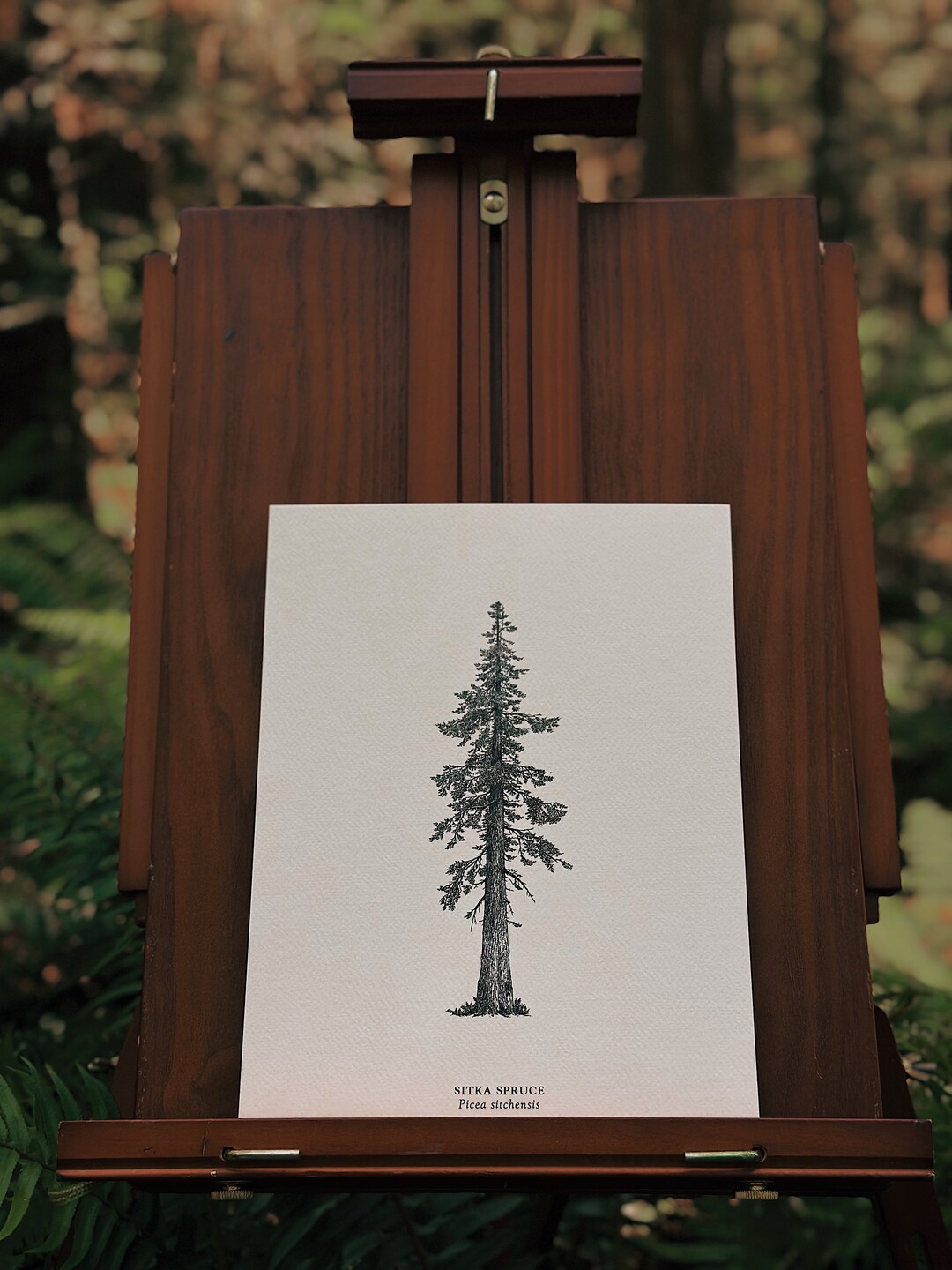 Sitka Spruce Art Print| Northwest Trees Artwork| PNW Prints| National ...