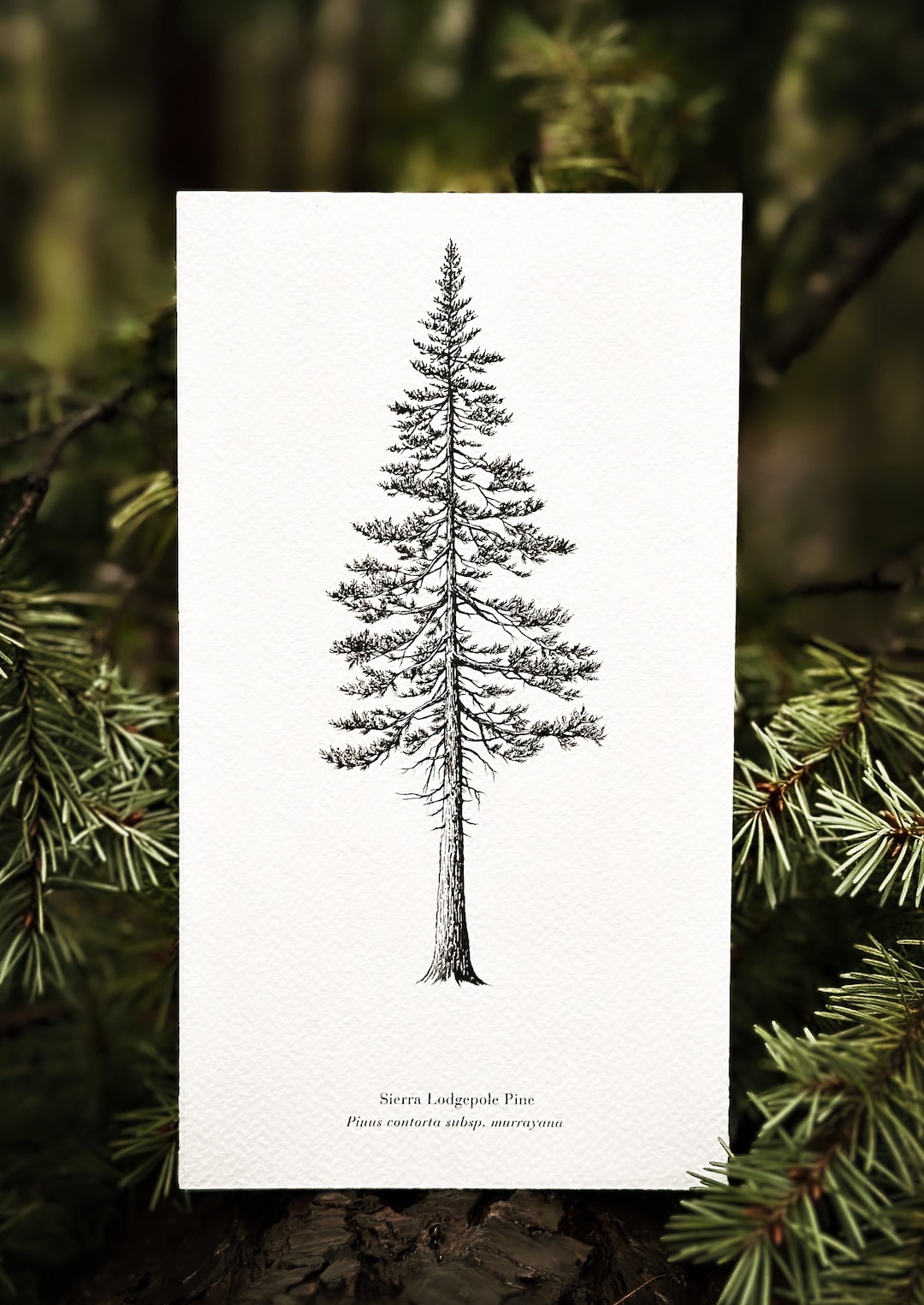 Sierra Lodgepole Pine Print 5x9 Simple Tree Illustration Wilderness ...