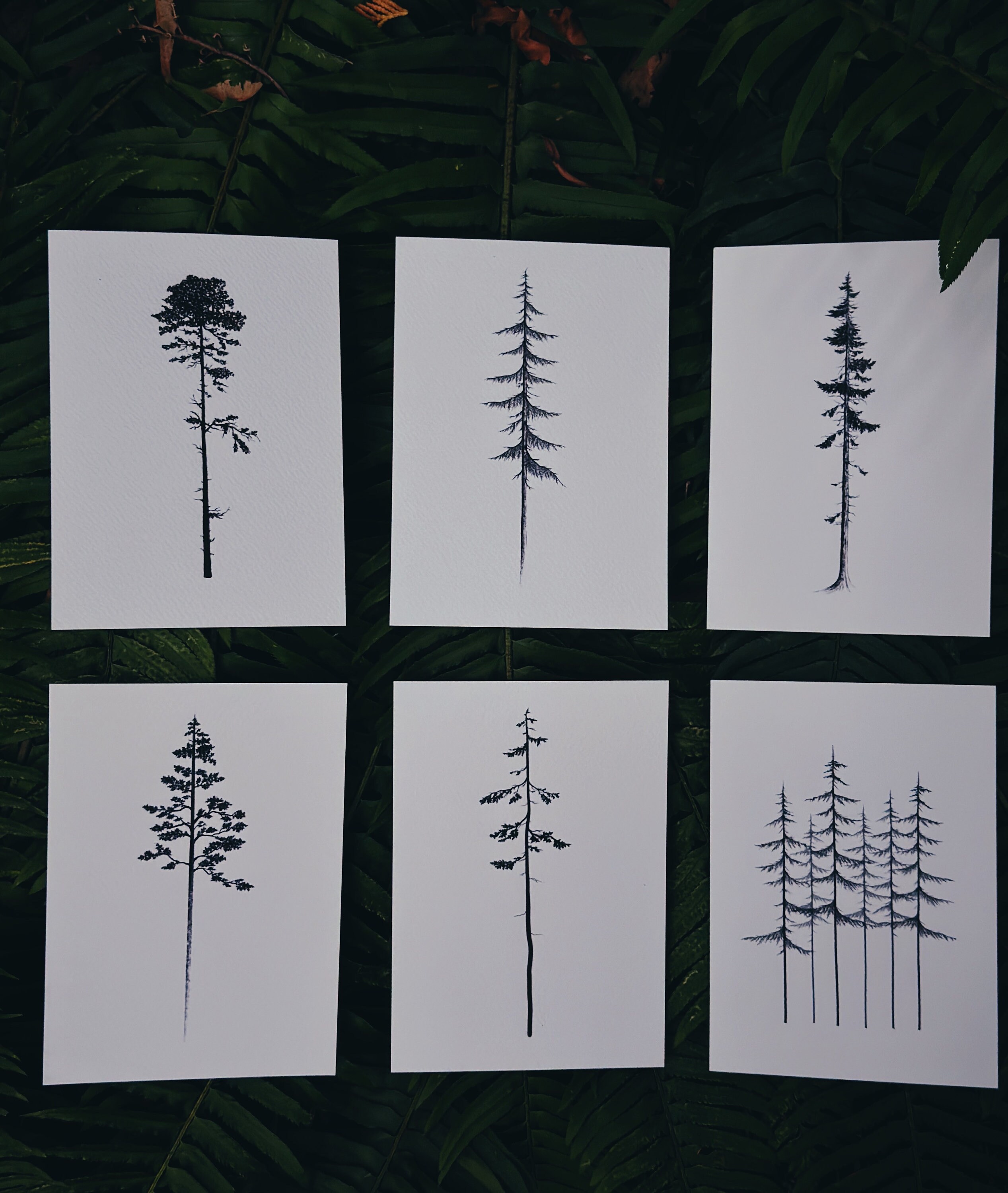 Western Hemlock Tree Tattoo