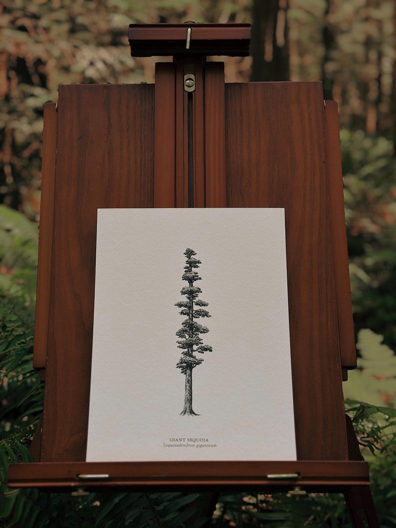 Sequoia, Pine & Spruce Tree Prints, Pacific Northwest Fine Line Tree ...