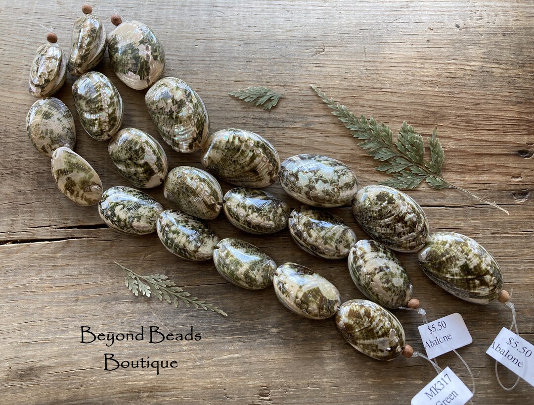 Green Abalone Large Clam Shell Beads ~ 8" Strand ~ 6-8 Pieces per ...
