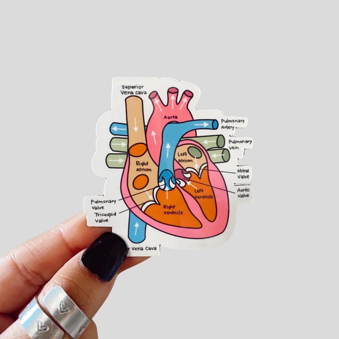 Labeled Heart Diagram Colorful Waterproof Sticker Labeled Heart Diagram ...