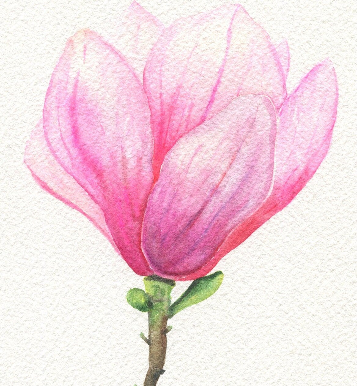 Original Magnolia Watercolor Painting Original Flower | Etsy