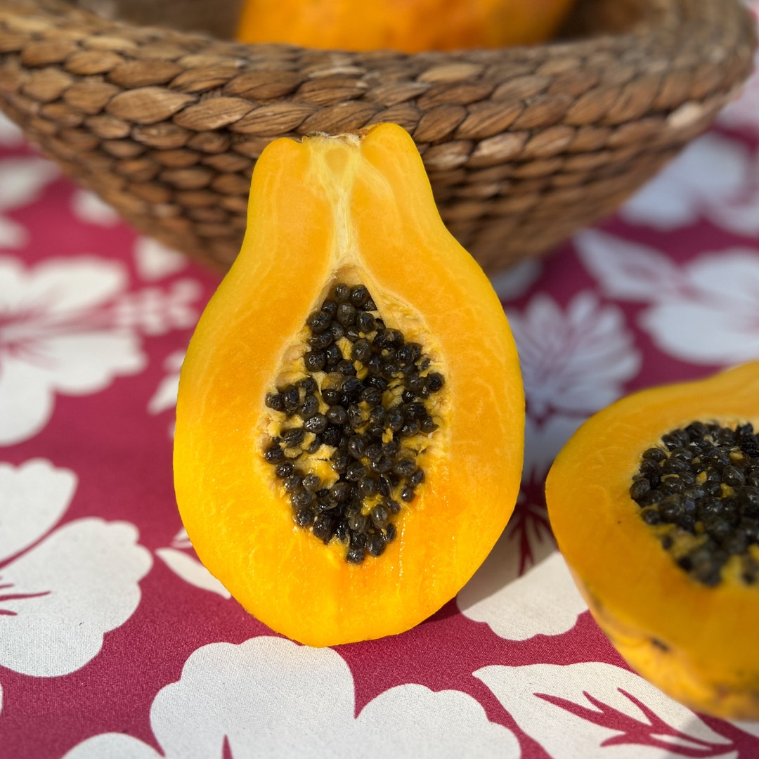 Papaya Tree Seeds 20 Pack Gold Papaya, Non-gmo, Tropical Fruit Garden ...