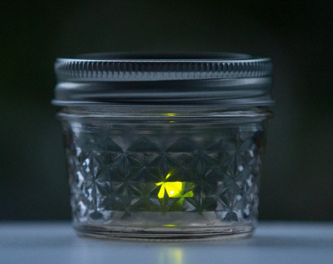 LED Pet Firefly - Etsy