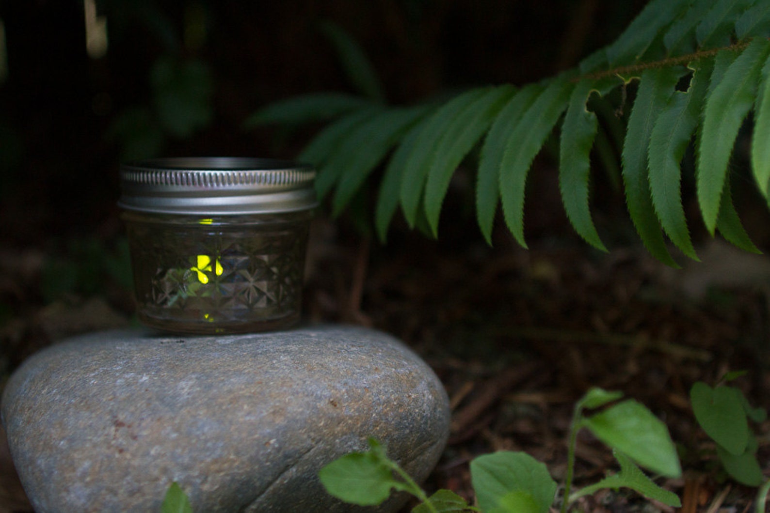 LED Pet Firefly - Etsy