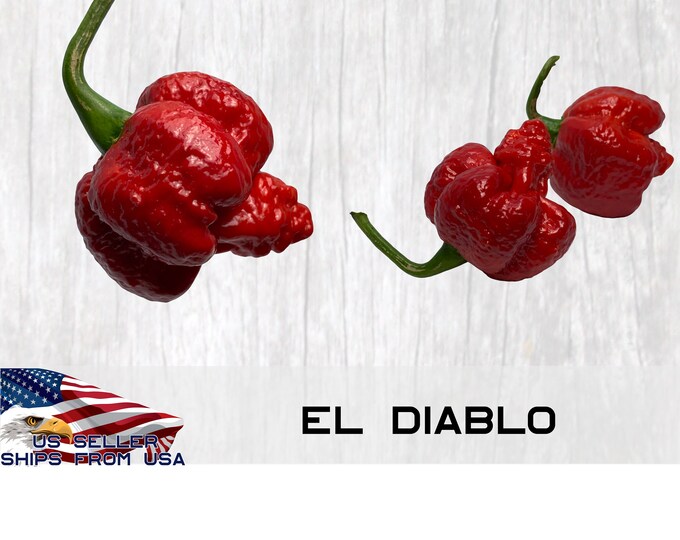 El Diablo Pepper Seeds 10+, Pepper Seeds, Superhot Pepper, Seeds, Non ...