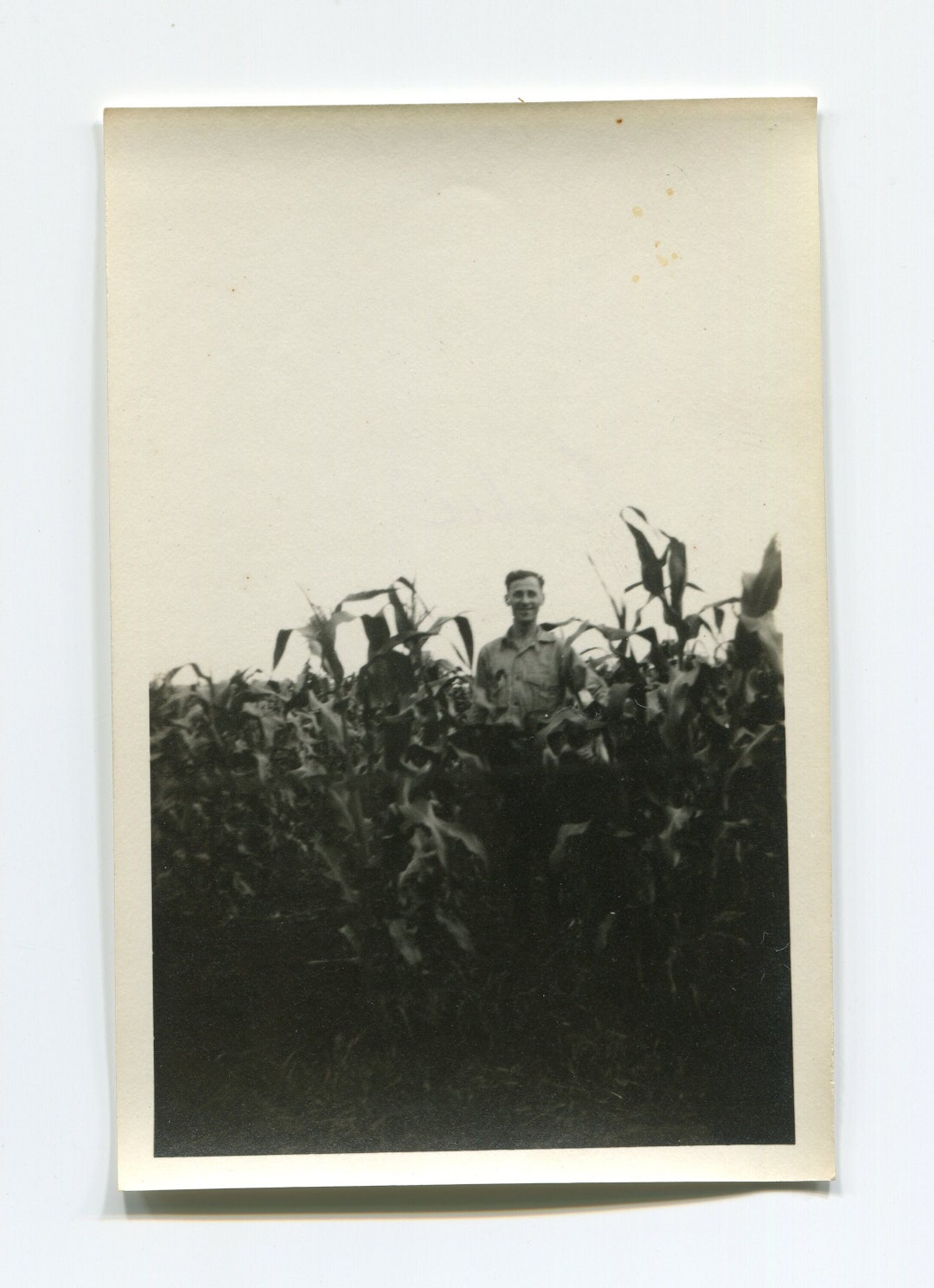 Corn Field, Vintage Snapshot Photo - Etsy