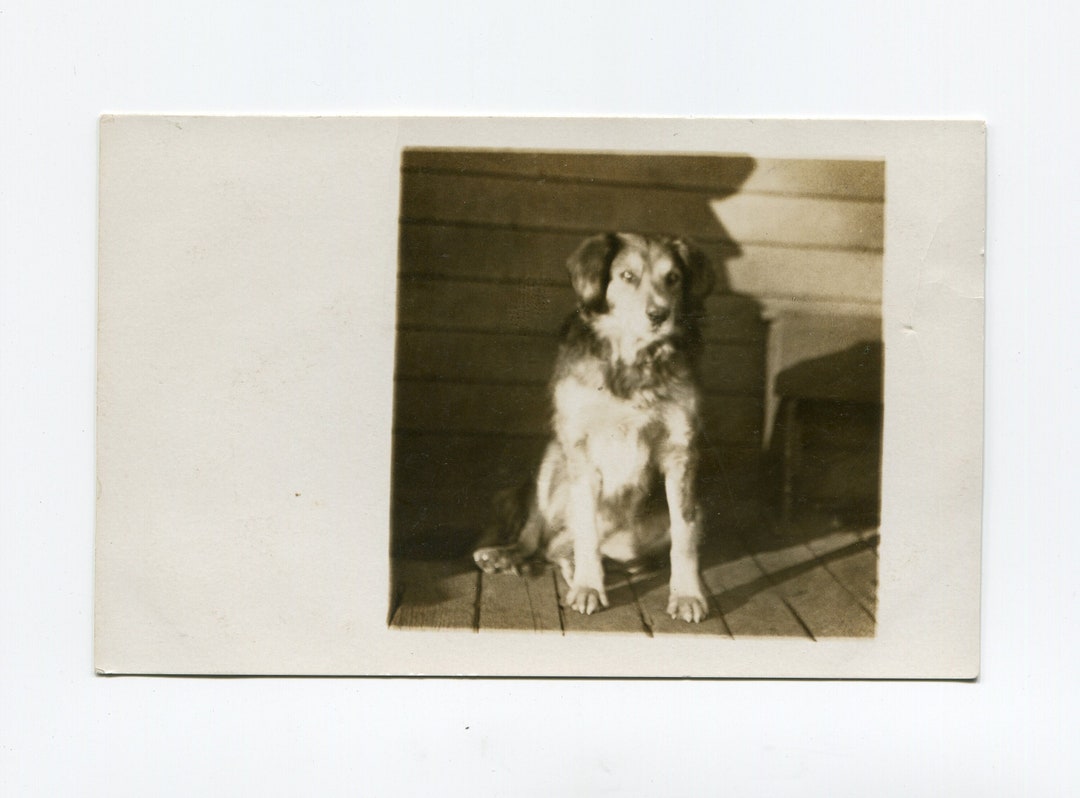 Old Shep, Antique Rppc Photo - Etsy