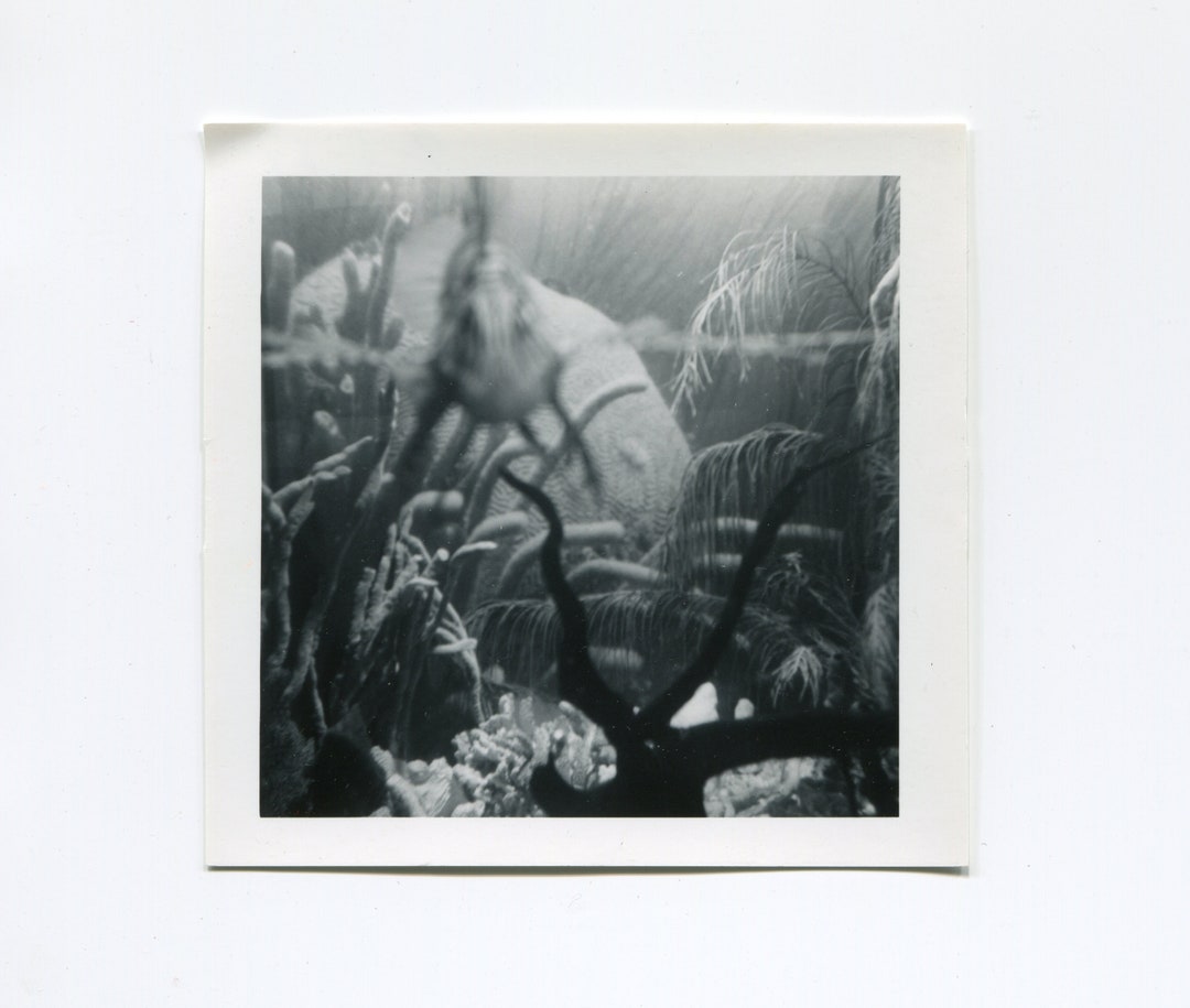Under the Sea, Vintage Snapshot Photo - Etsy