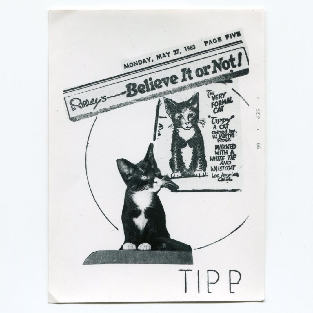 Tipp, the Very Formal Cat, Vintage Snapshot Photo - Etsy