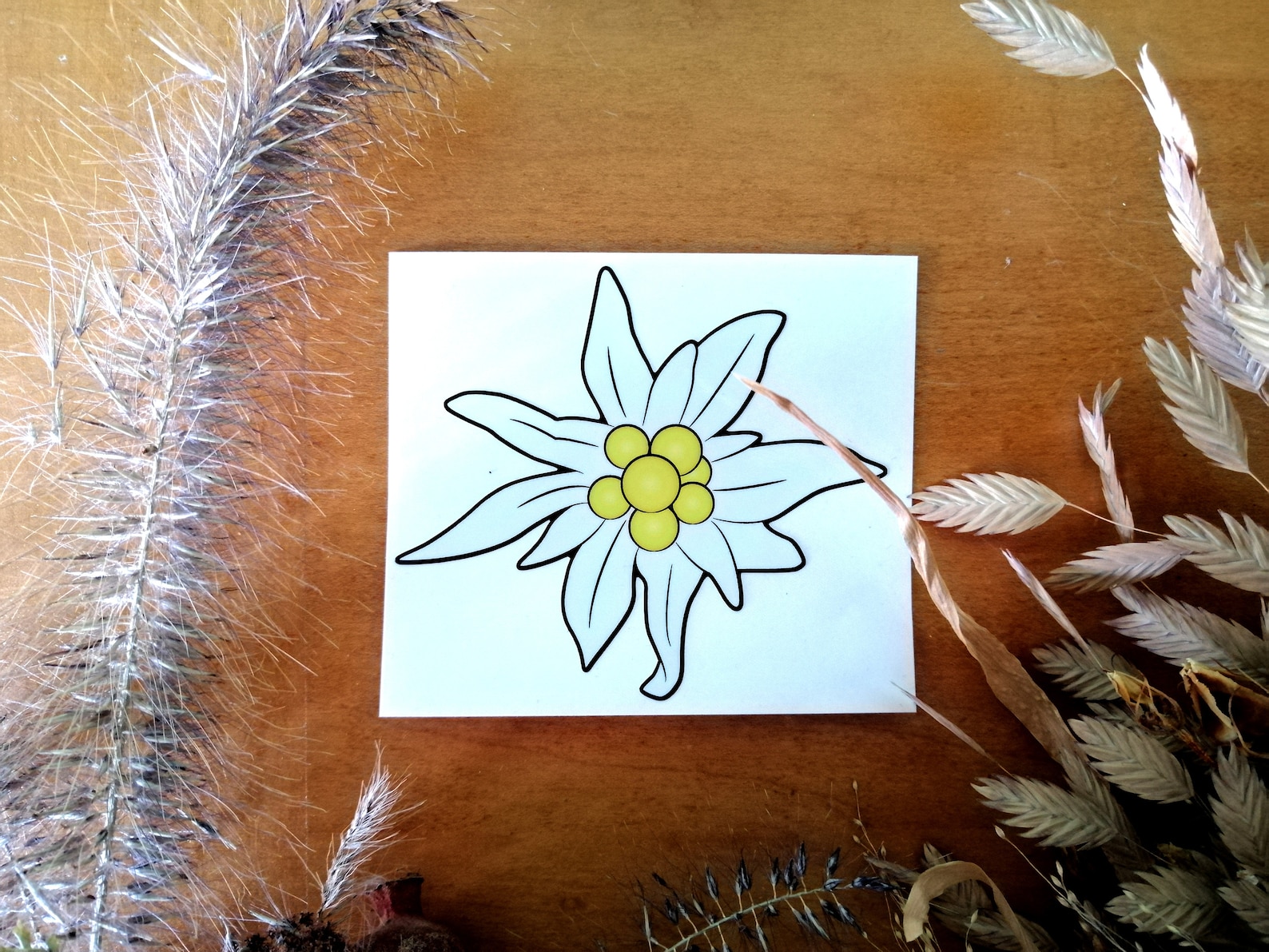Decal Vinyl Sticker "edelweiss". Car, Window, Bumper, Laptop. - Etsy