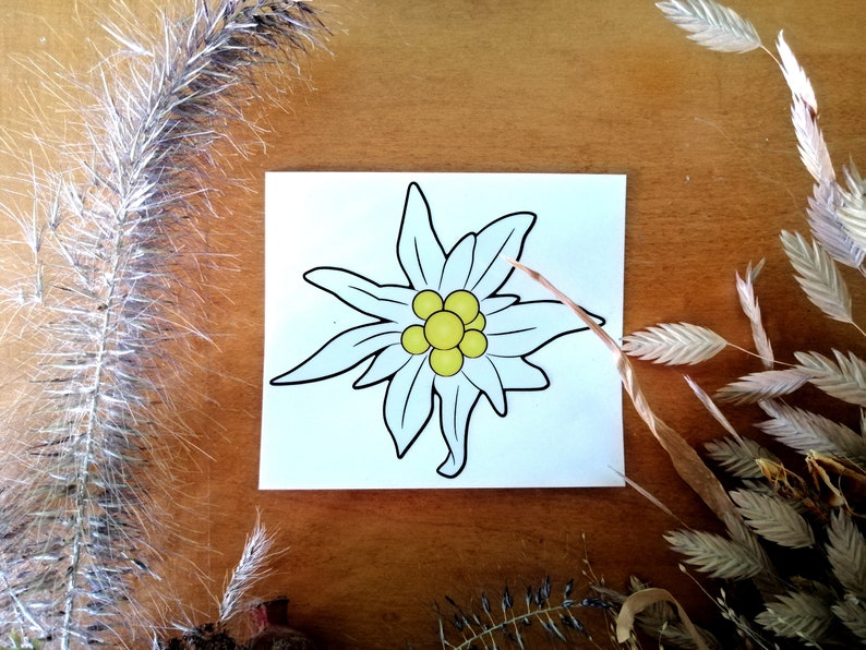 Decal Vinyl Sticker "edelweiss". Car, Window, Bumper, Laptop. - Etsy