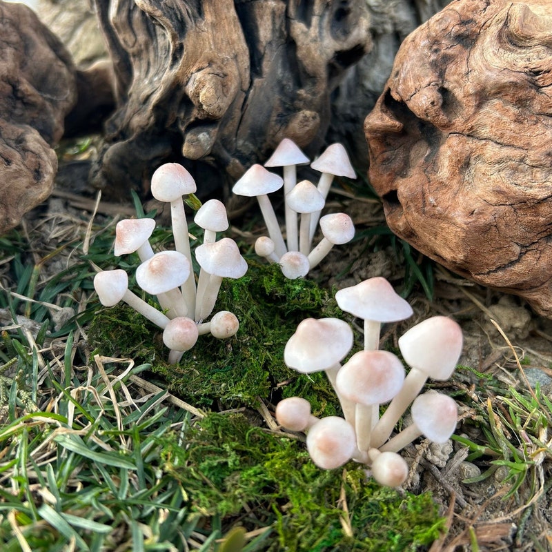 Miniature Mushroom - Etsy