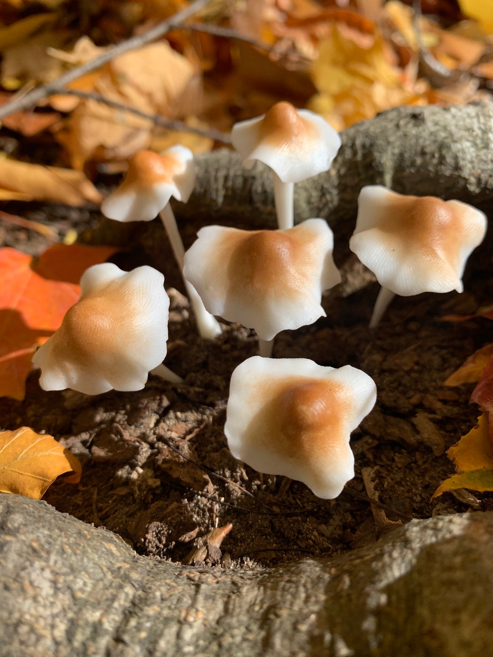 Realistic Mushrooms 1 Set of 6 Mushrooms Various Sizes - Etsy