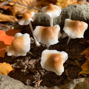 Realistic Mushrooms 1 Set of 6 Mushrooms Various Sizes Handmade Cute ...