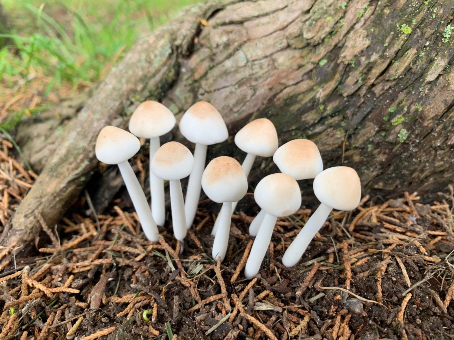 1 Set Of 9 Young Mushrooms Long Stems Mushrooms Handmade | Etsy