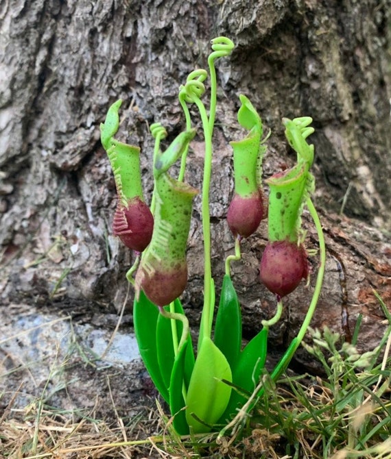 Art Objects Handmade Clay Flowers Mini Pitcher Plant Green Cute ...
