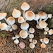 1 Set of 7 Mushrooms Various Sizes Handmade Realistic Cute Hand Painted ...
