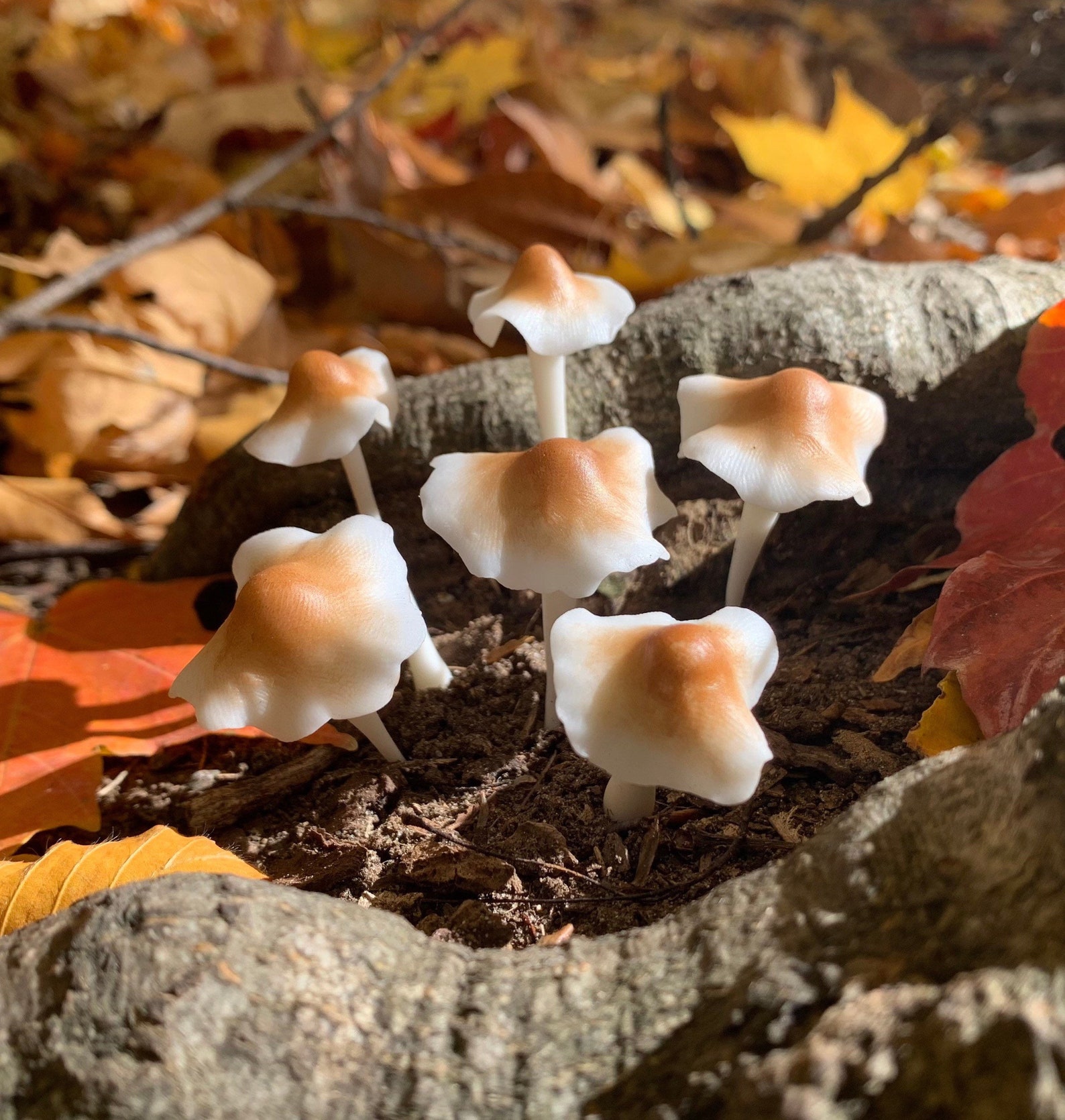 Realistic Mushrooms 1 Set of 6 Mushrooms Various Sizes - Etsy