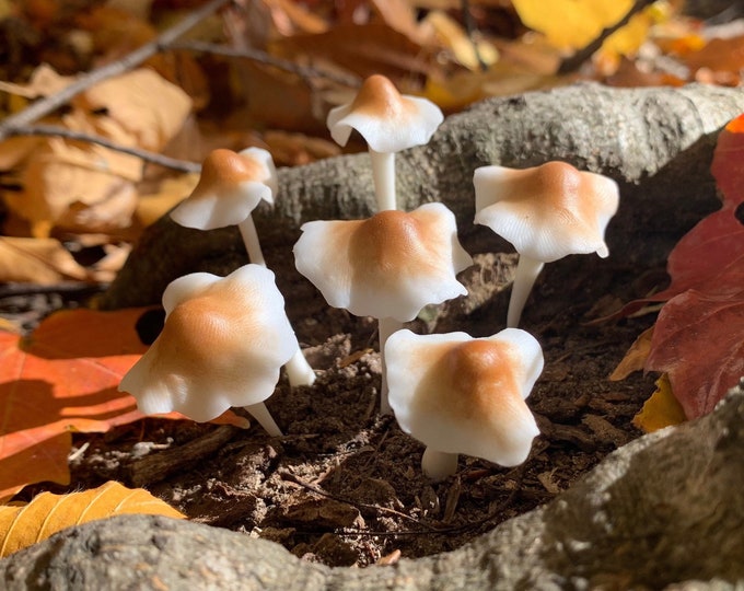 Realistic Mushrooms 1 Set of 6 Mushrooms Various Sizes - Etsy