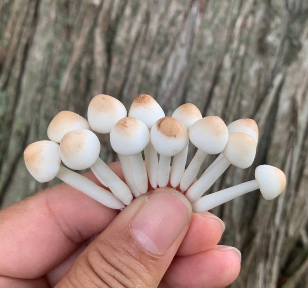 1 Set of 12 Young Tiny Mushrooms Short Stem Handmade Miniature Cute ...