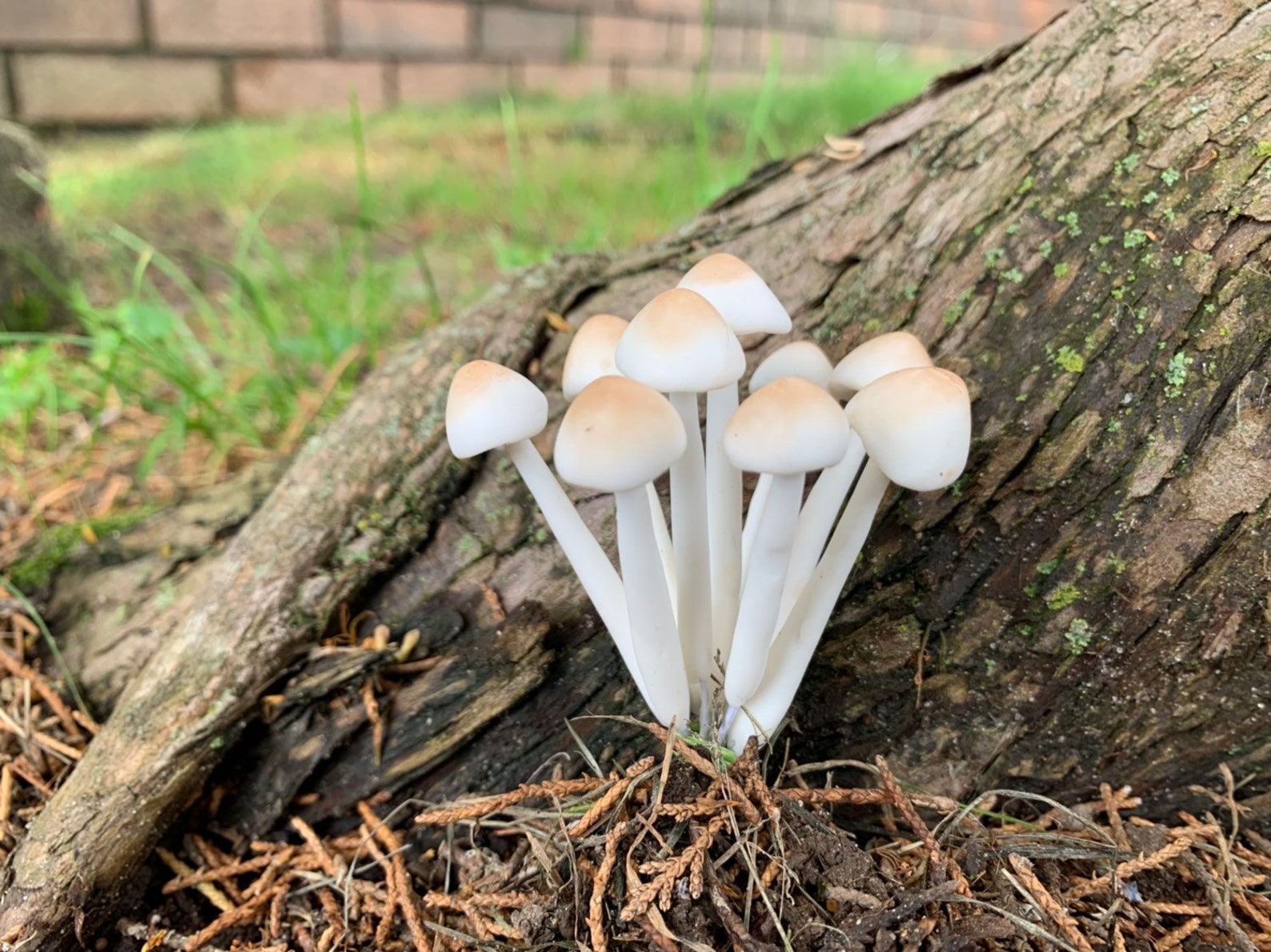 1 Set Of 9 Young Mushrooms Long Stems Mushrooms Handmade | Etsy