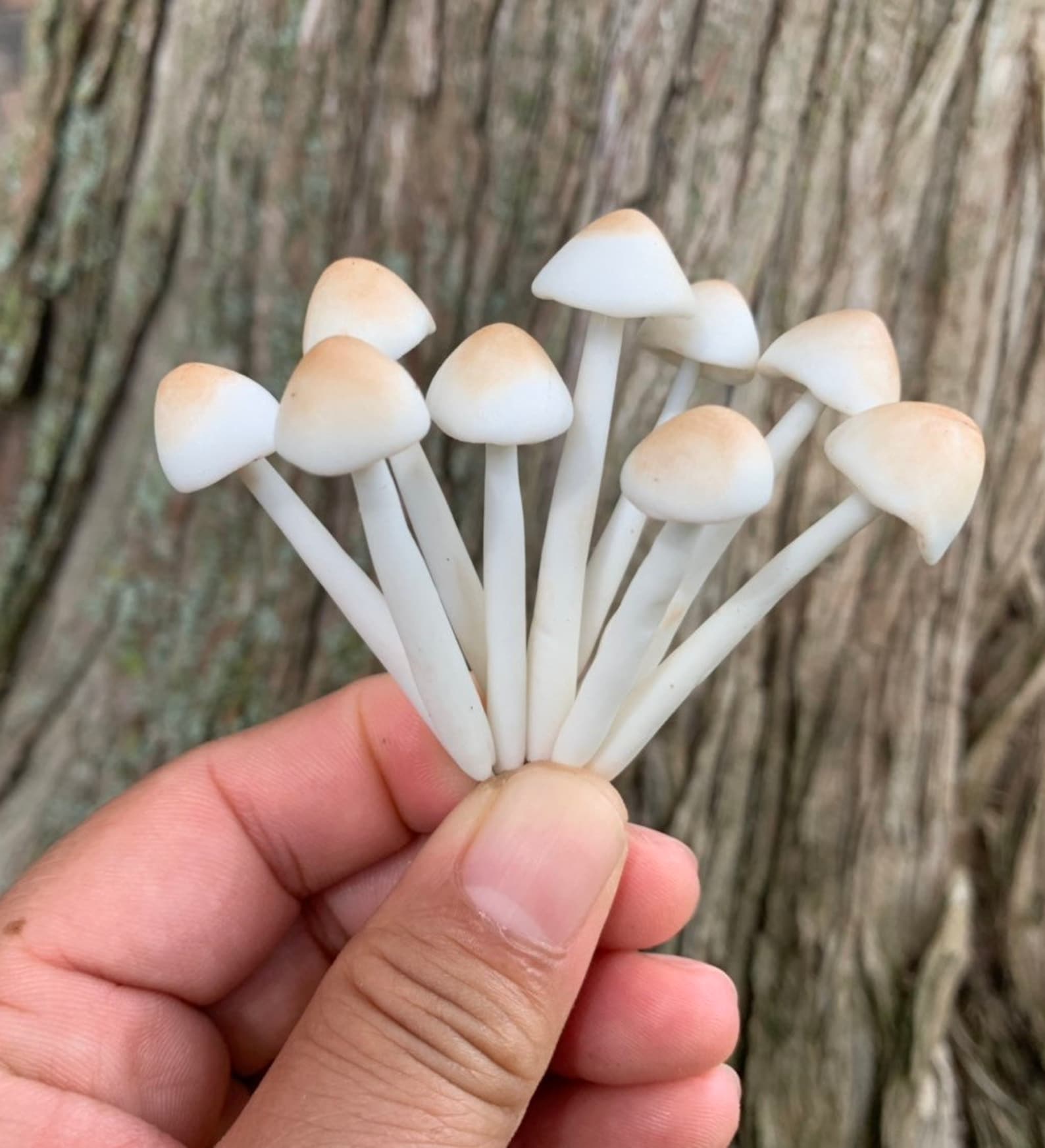 1 Set Of 9 Young Mushrooms Long Stems Mushrooms Handmade | Etsy