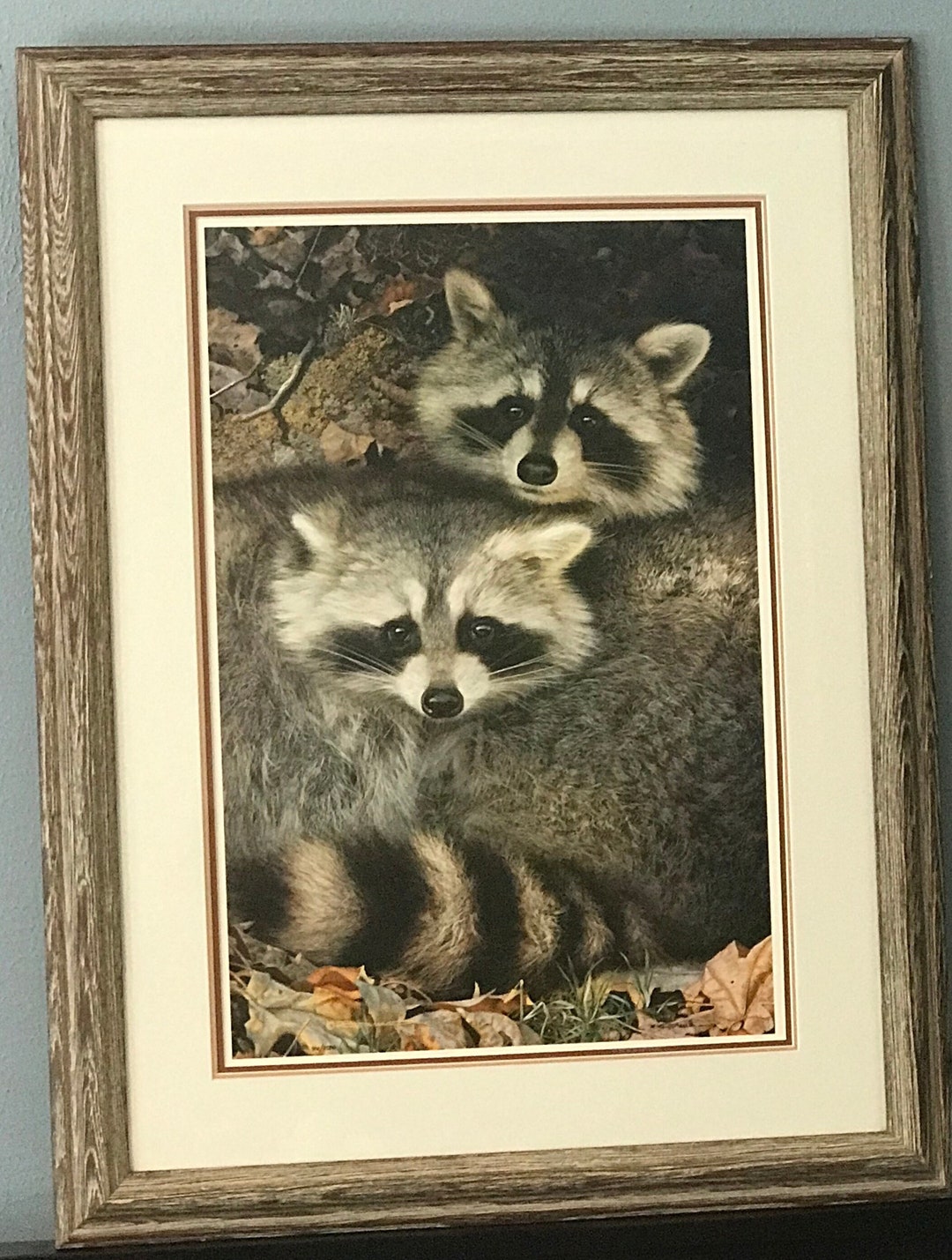 Carl Brenders Framed Limited Edition Signed Print yin and Yang Raccoons ...