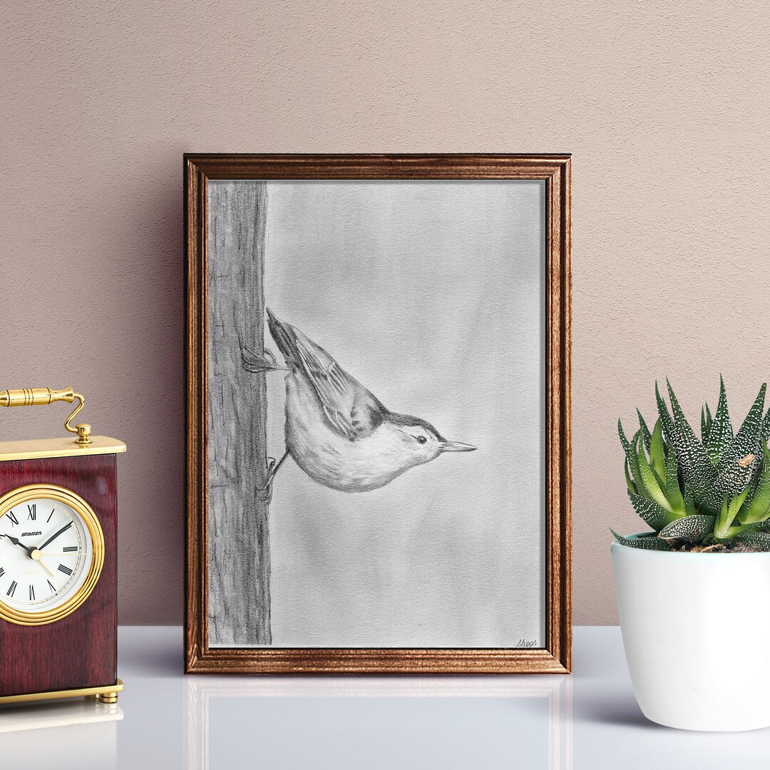 Nuthatch Print - Nuthatch - Nuthatch Art - Nuthatch Drawing - Nuthatch ...