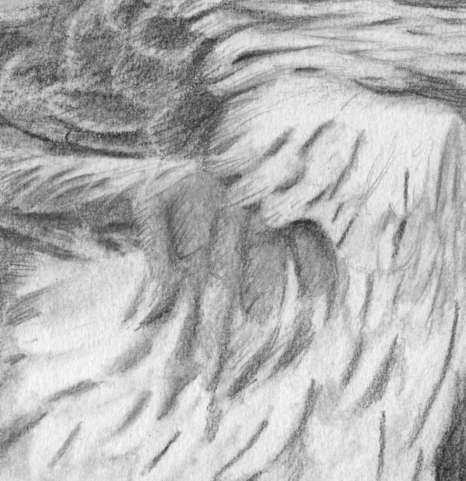 Falcon Print - Hawk Print - Bird of Prey Print - Bird Print - Bird Art ...