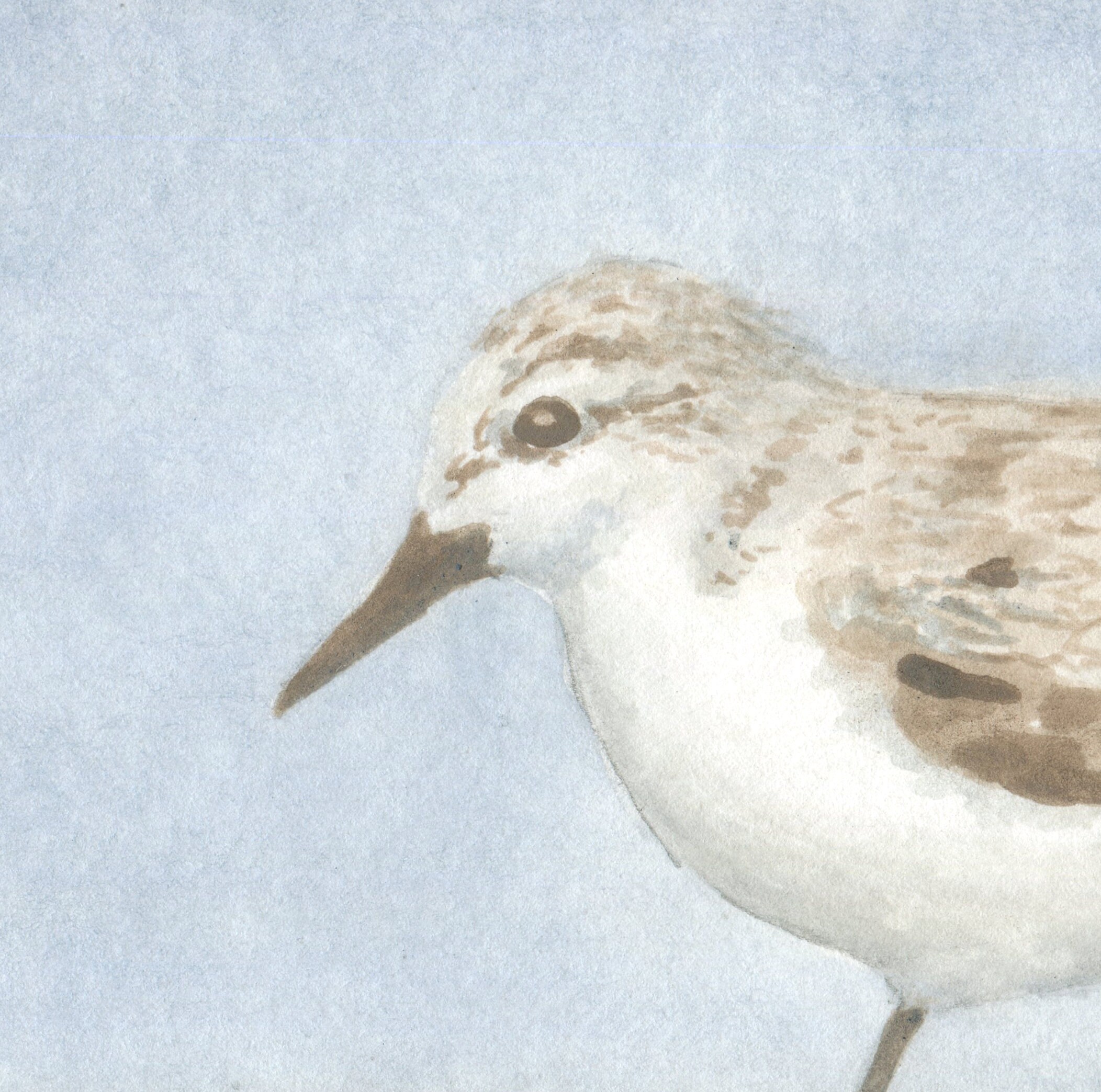 Sandpiper Print - Sandpiper Watercolor Print - Bird Print - Bird Art ...