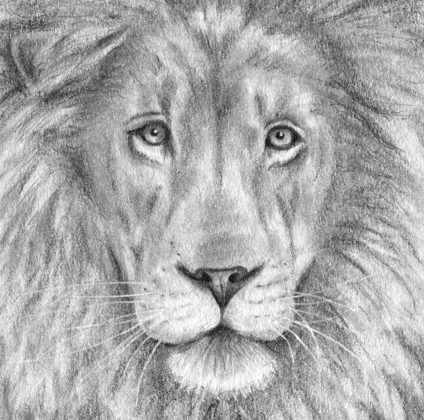 Lion Print Lion Drawing Print Lion Lion Art Print Lion - Etsy