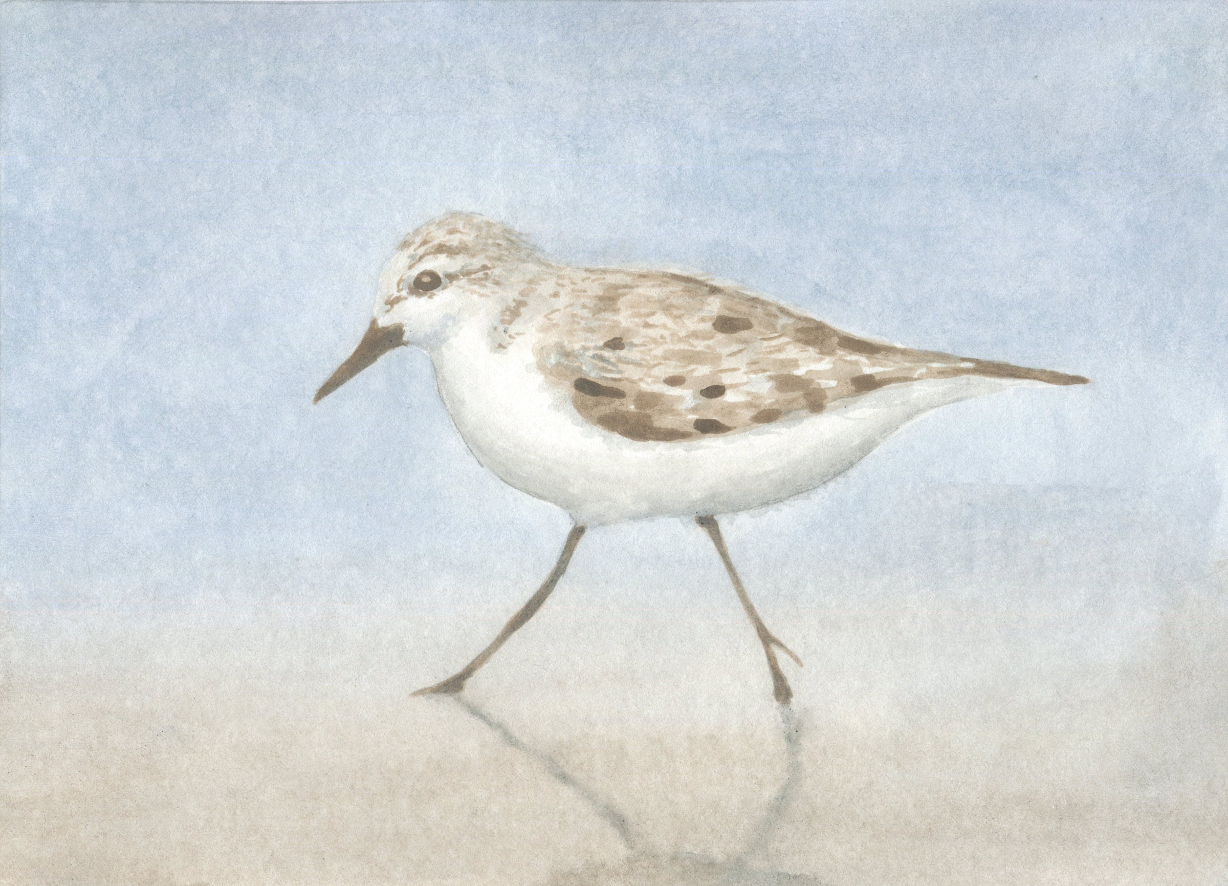 Sandpiper Print Sandpiper Watercolor Print Bird Print Bird Art Ocean ...