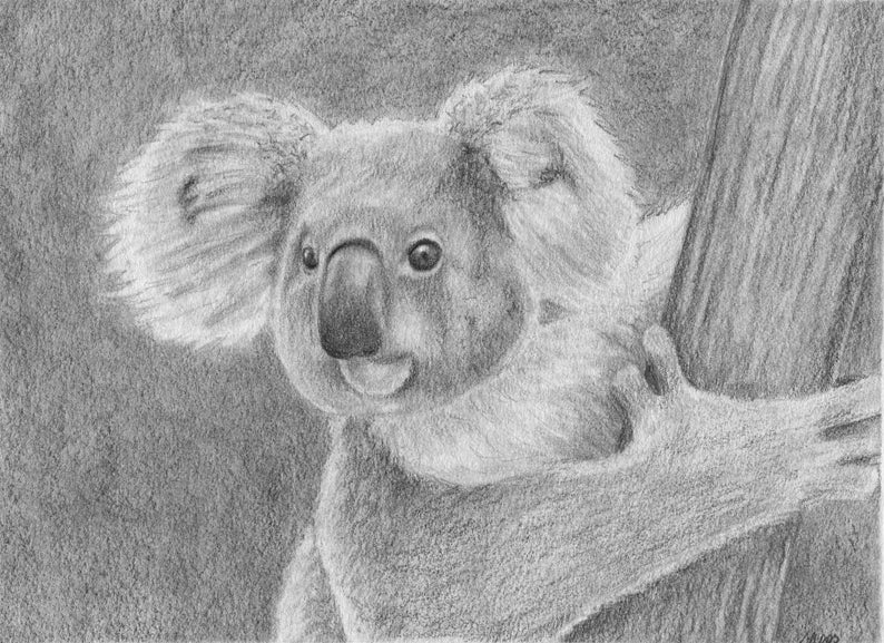 Koala Drawing - Pencil Drawing - Koala Bear - Original Drawing - Koala ...